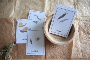 December's Club- Woodland Creatures Field Guide - Showit Blog