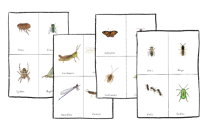 Field Guide to Insects - Showit Blog