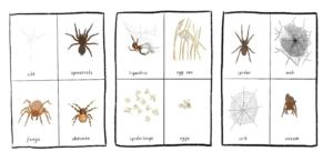 Field Guide to Spiders - Showit Blog