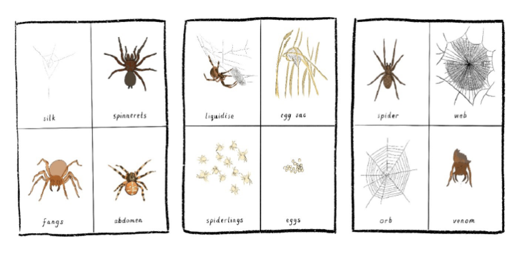 Field Guide to Spiders - Showit Blog