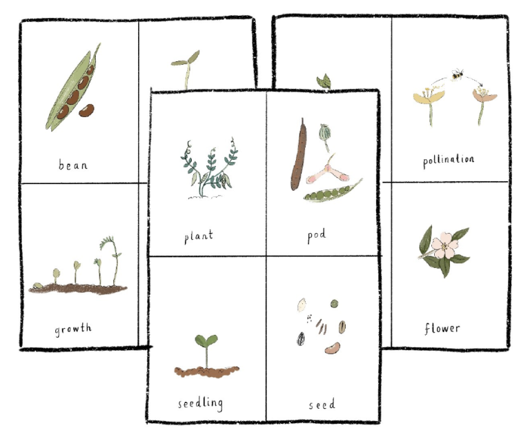 Field Guide to Seeds - Showit Blog