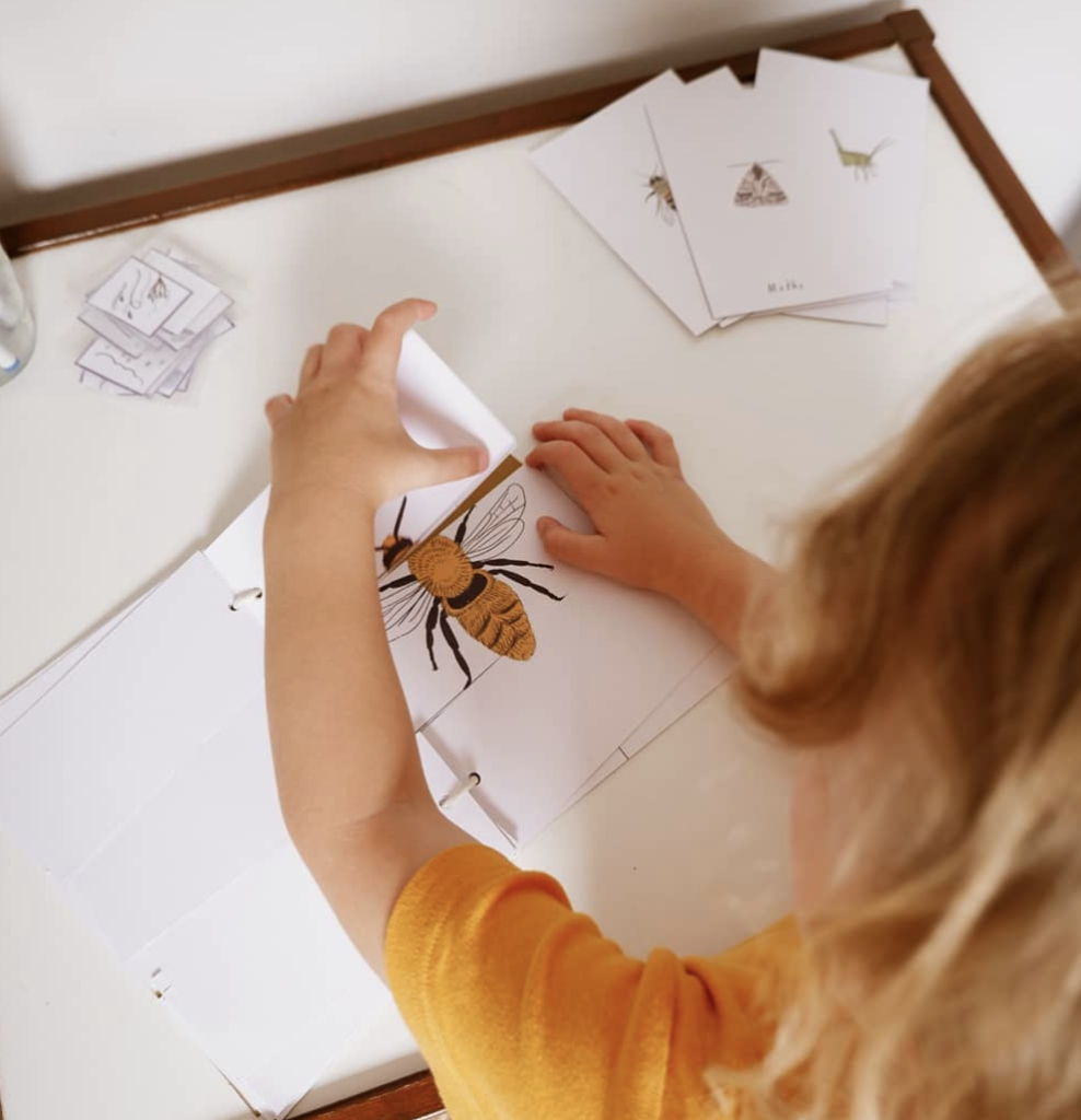 A Year Of Field Guides - Showit Blog