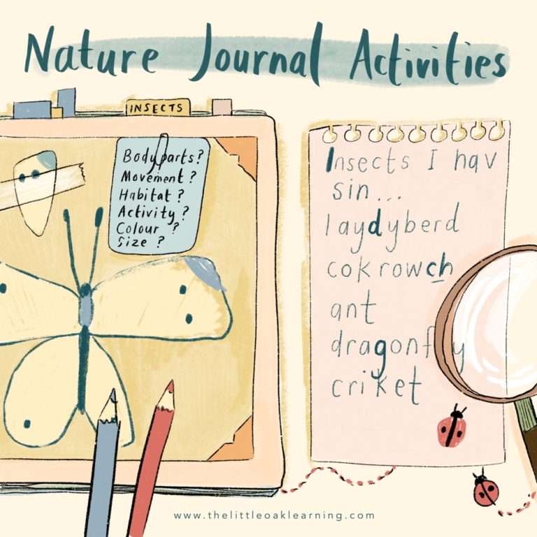 Five Indoor Activities for Studying Insects - Showit Blog