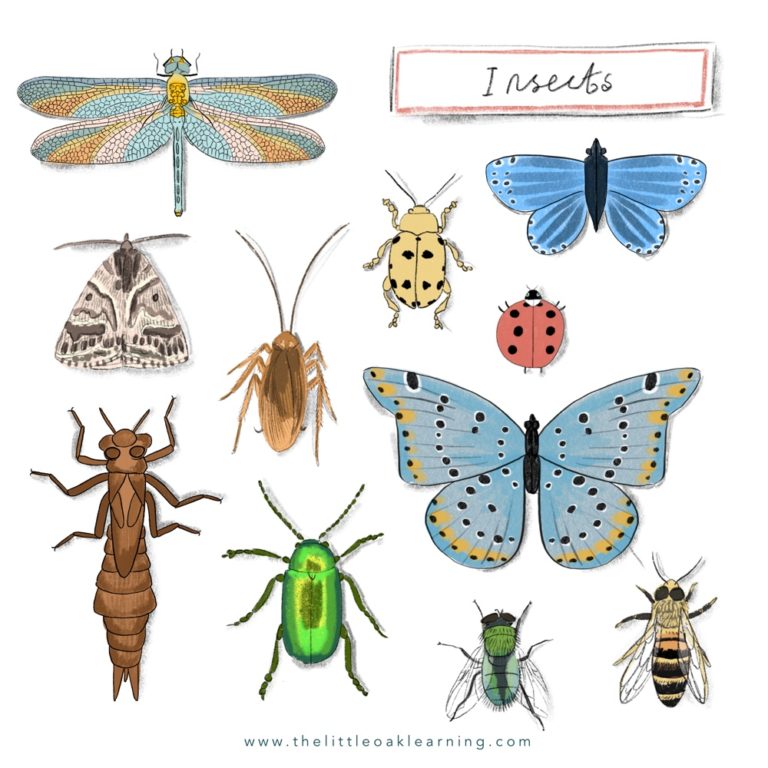 Five Outdoor Activities: Studying Insects - Showit Blog