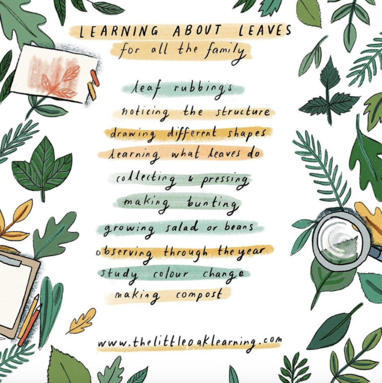 Learning About Leaves - Showit Blog