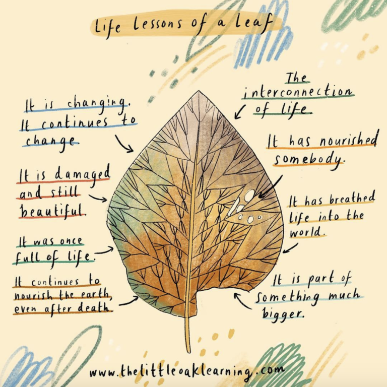Learning About Leaves - Showit Blog