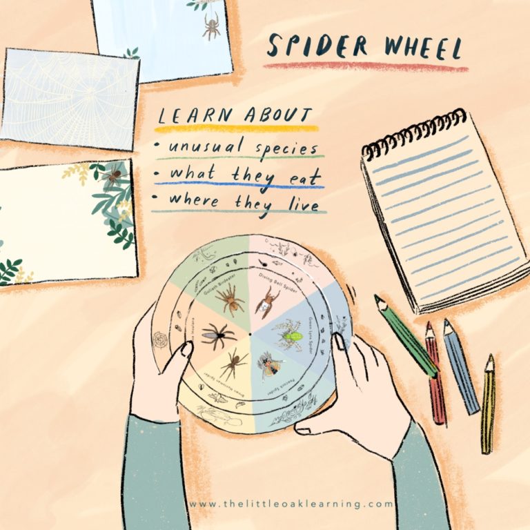 Spider Activities - Showit Blog