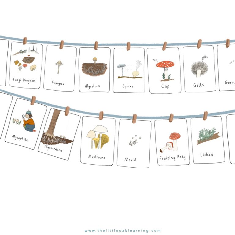 Mushroom Activities - Showit Blog